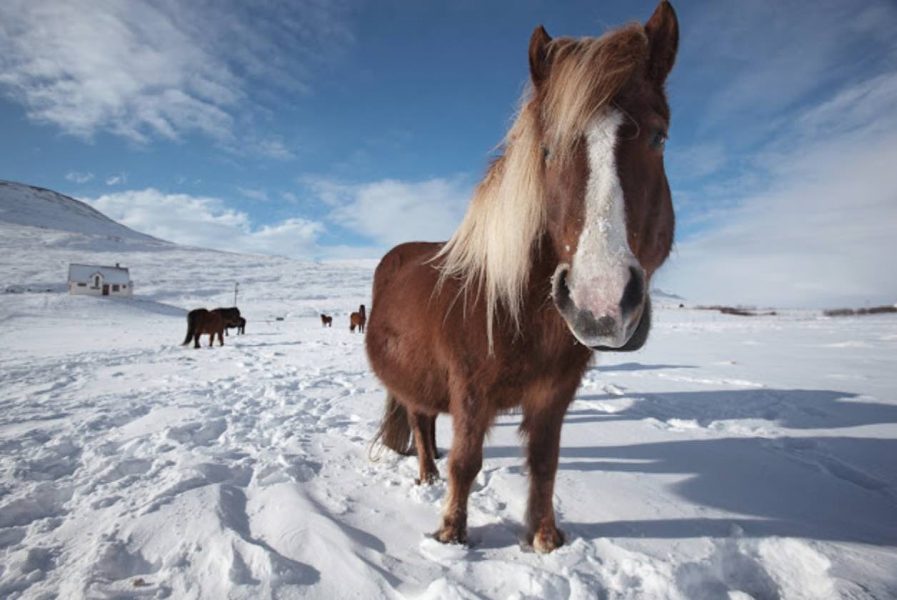 Caballos en Islandia: Todo lo que debes saber sobre el caballo Islandés