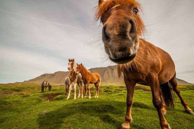 Caballos en Islandia: Todo lo que debes saber sobre el caballo Islandés